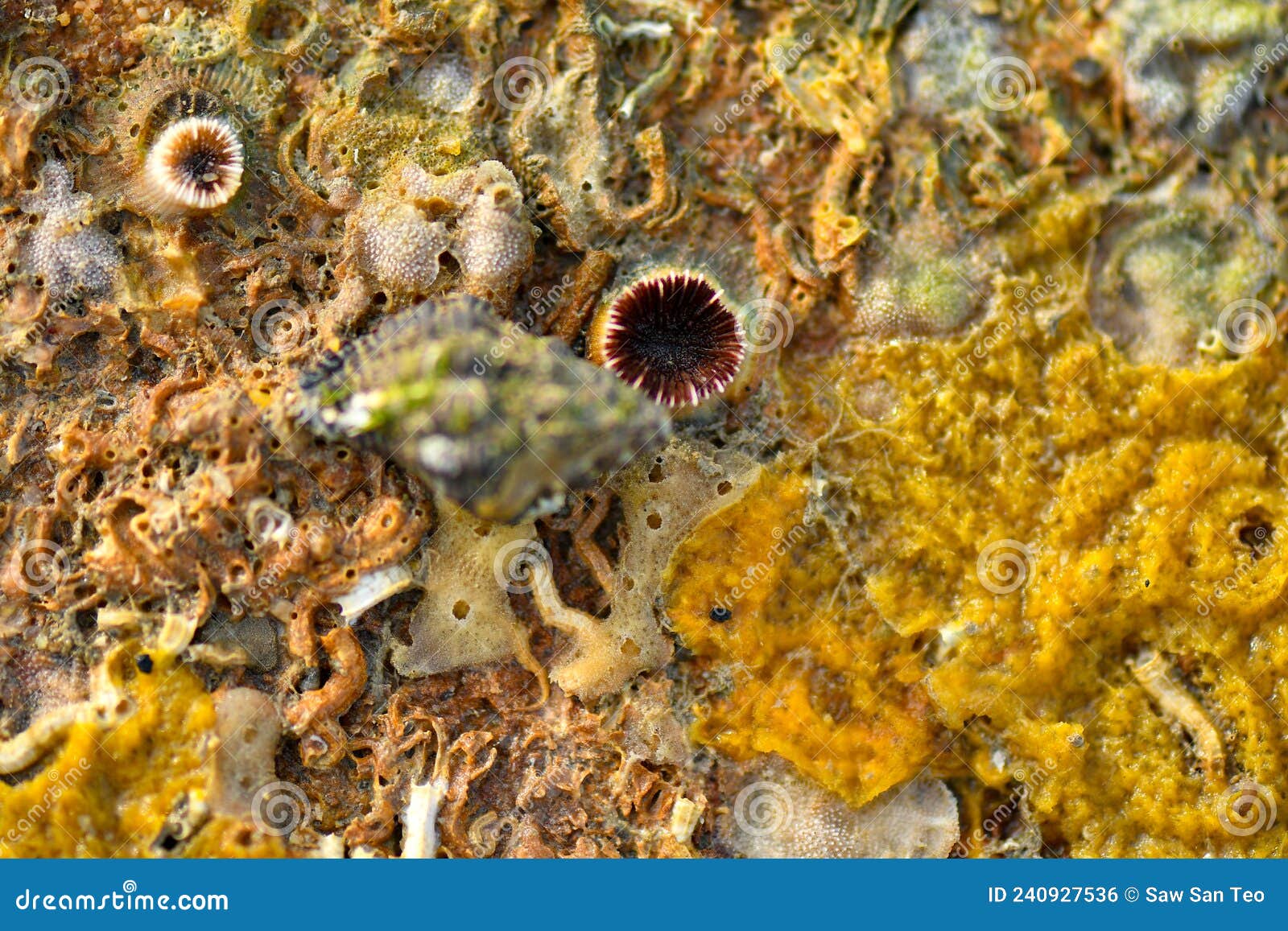 Dried Sea Creature on Seashore Created Texture Stock Photo - Image of ...