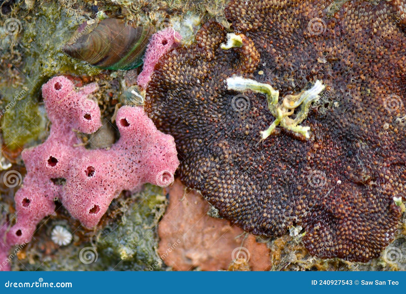 Dried Sea Creature on Seashore Created Texture Stock Image - Image of ...