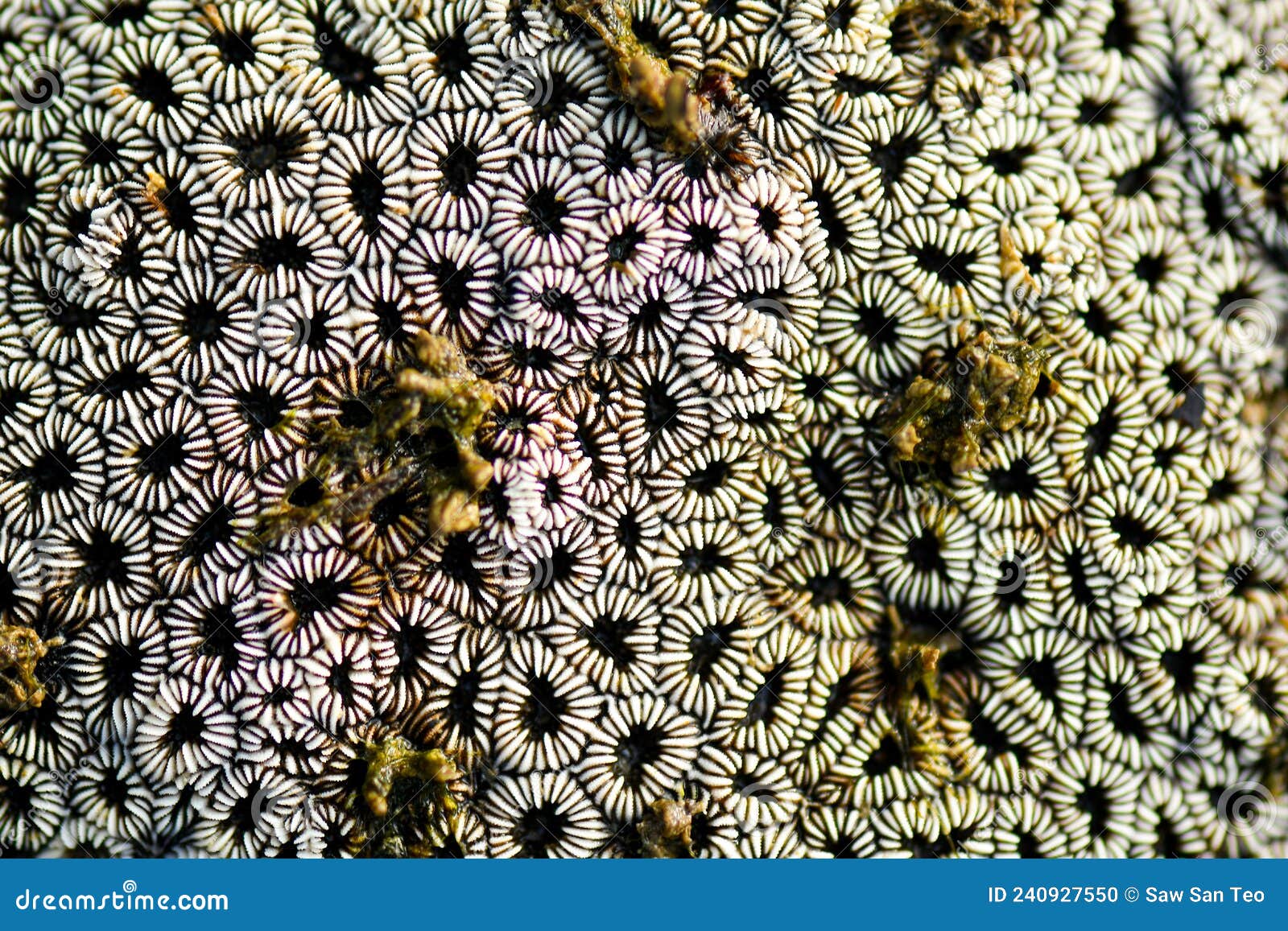 Dried Sea Creature on Seashore Created Texture Stock Photo - Image of ...