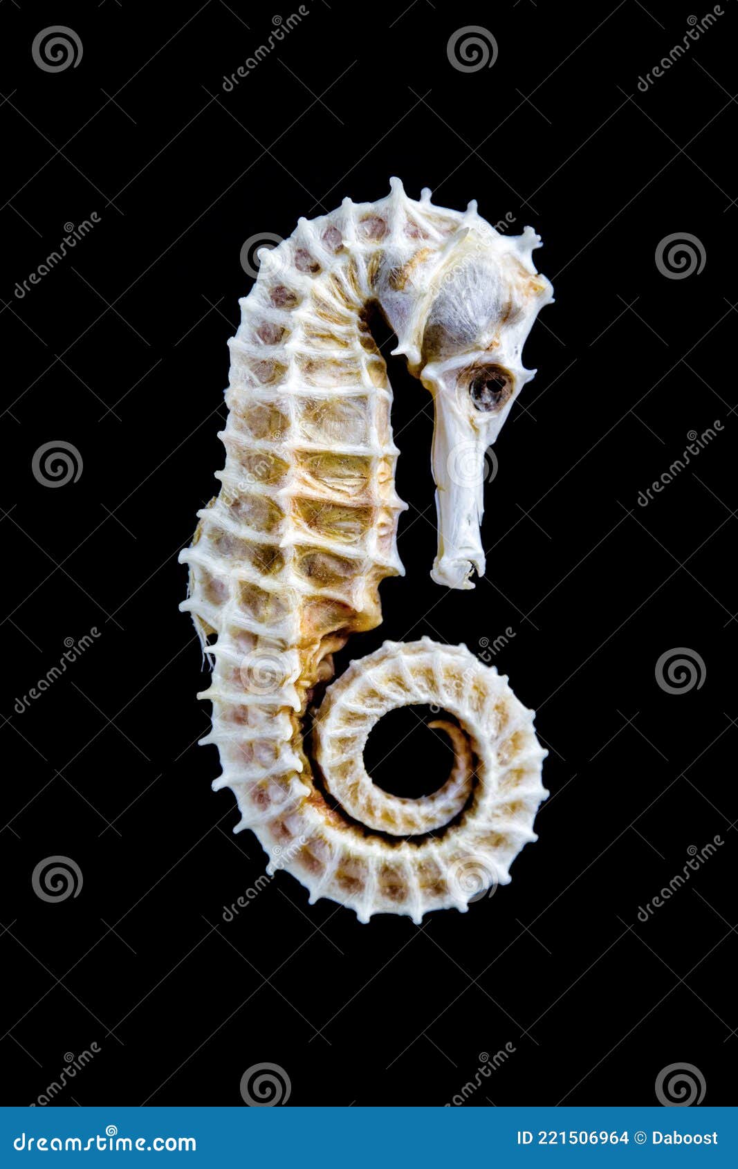 Dried Seahorse Skeleton on a Black Background Stock Photo - Image of ...