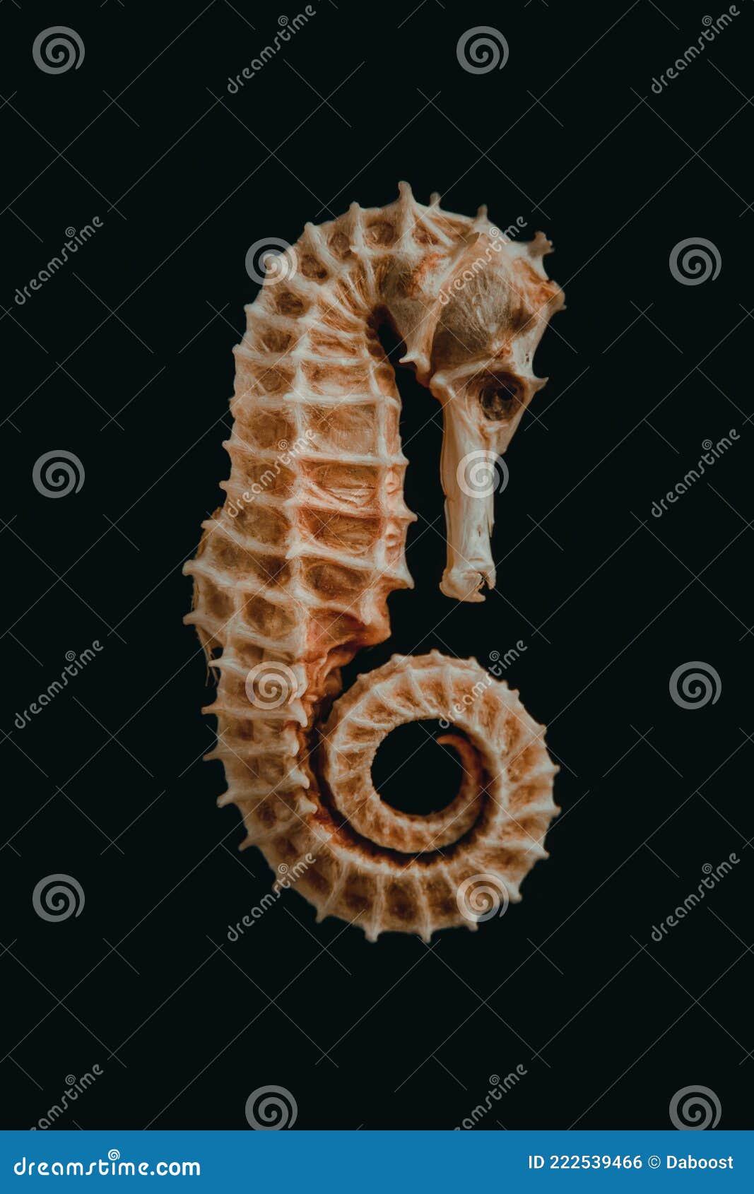 Dried Seahorse Skeleton on a Black Background Stock Photo - Image of ...