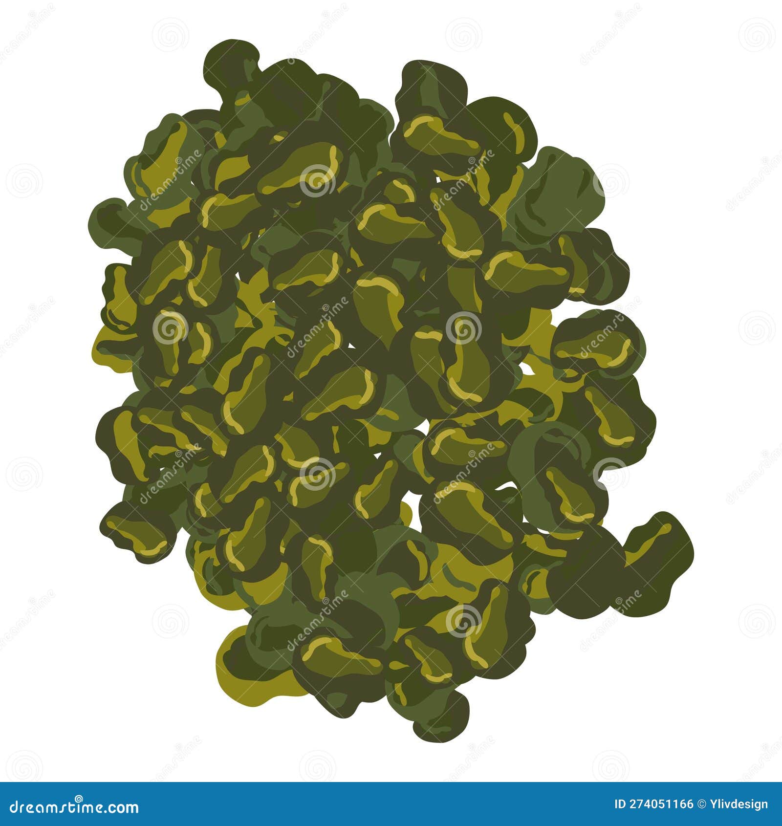Dried Seaweed Icon Isometric Vector. Genus Of Seaweed From Green Algae ...