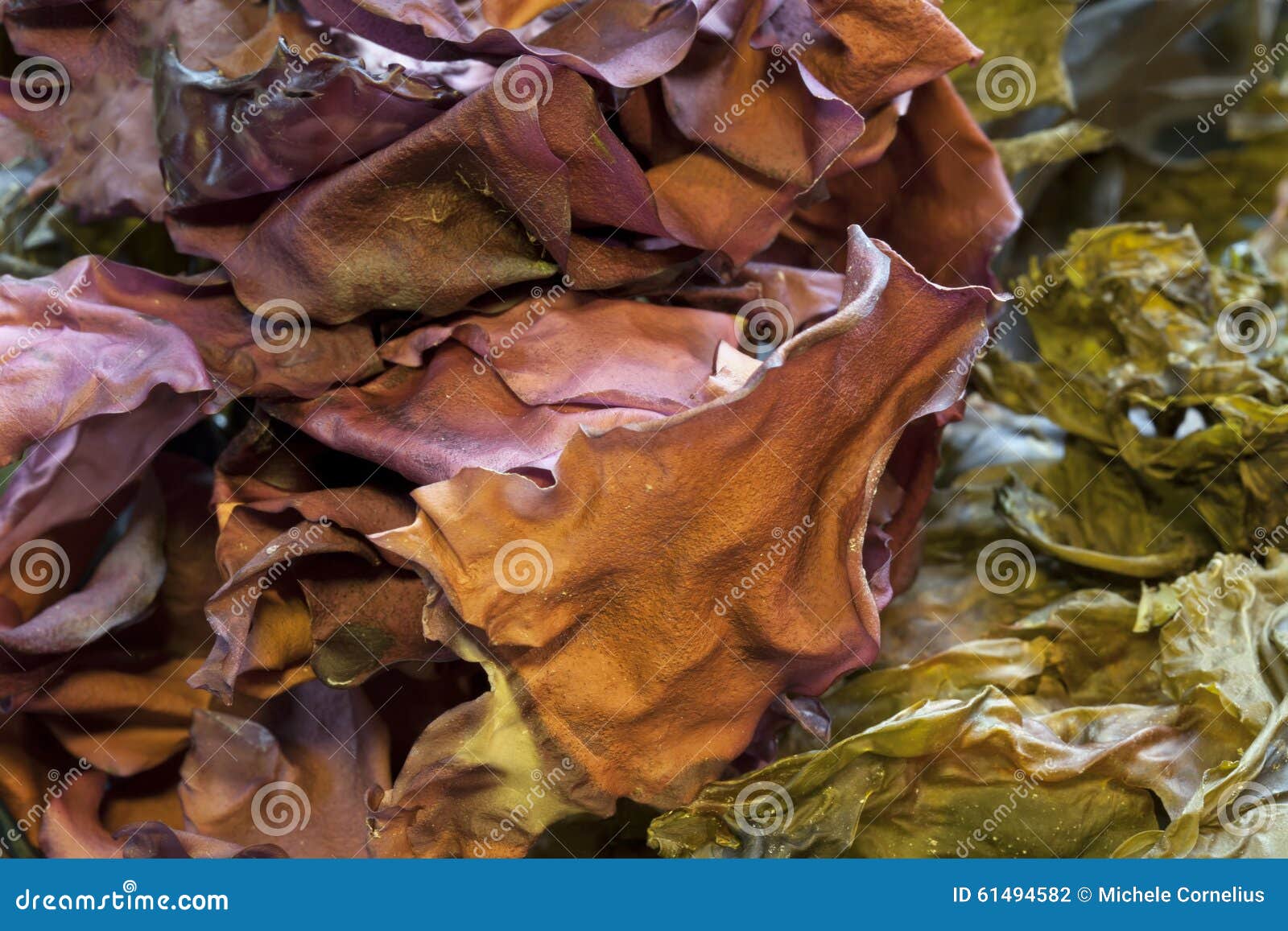 Dried Seaweed Mix stock photo. Image of dried, seaweed - 61494582