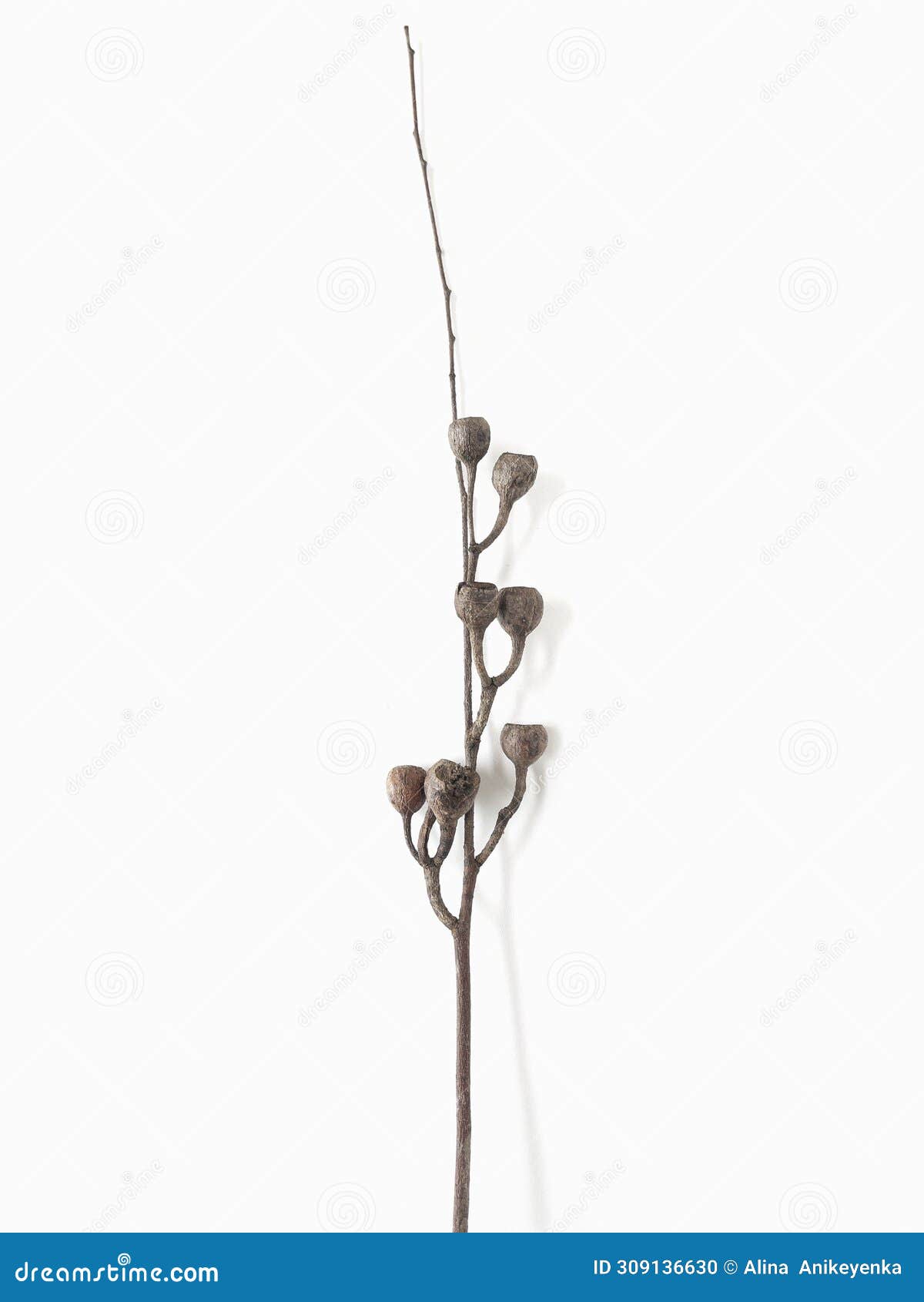 Dried Seed of Eucalyptus on Twig on Light Gray Background Stock Photo ...