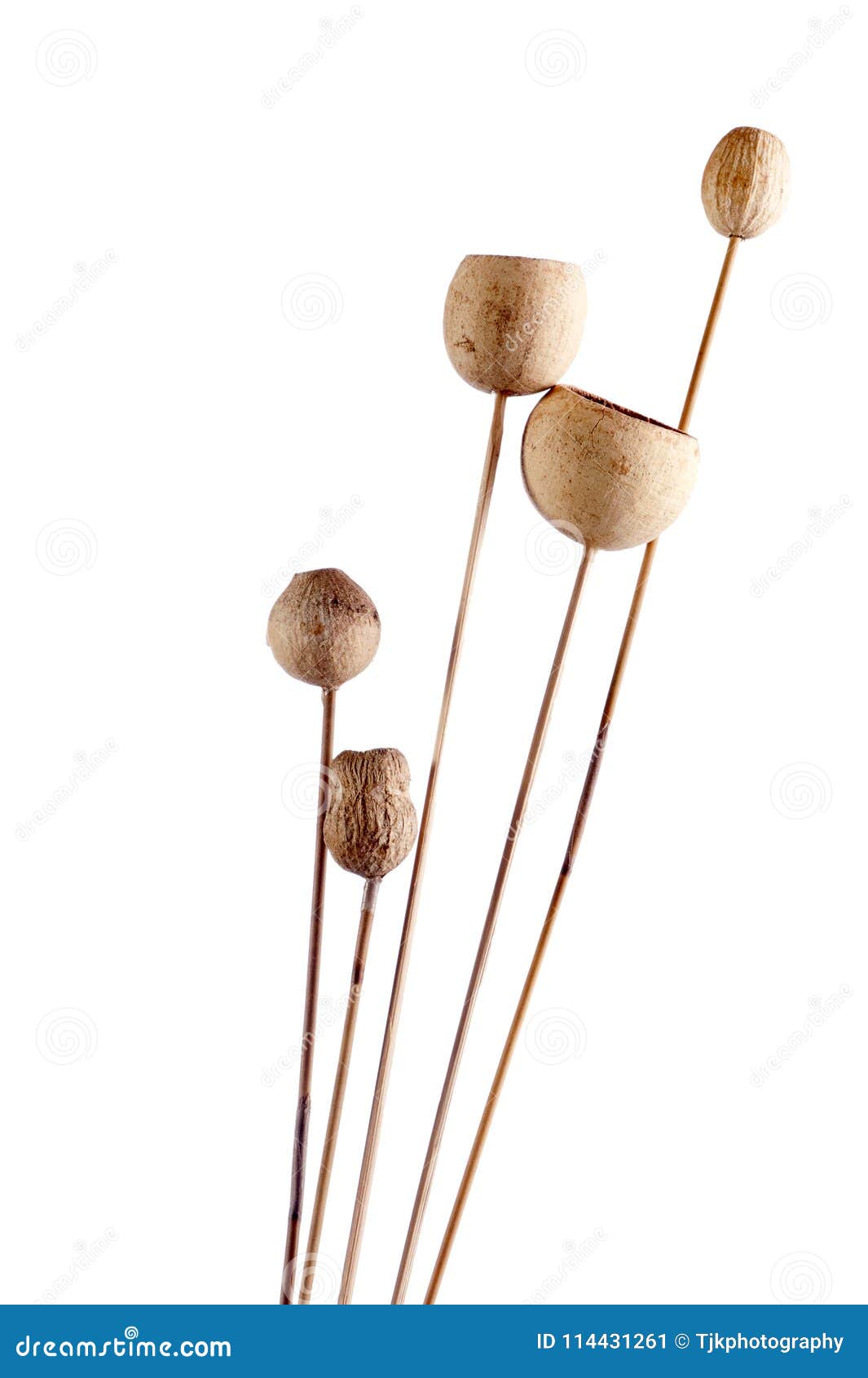 Dried Seed Pods on Stems Against White Background Stock Image - Image ...