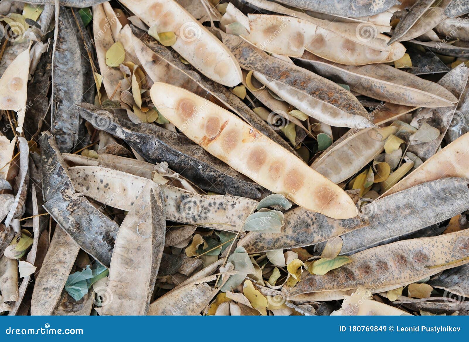 Dried Shells of Seeds of Plants and Trees Stock Image - Image of nature ...