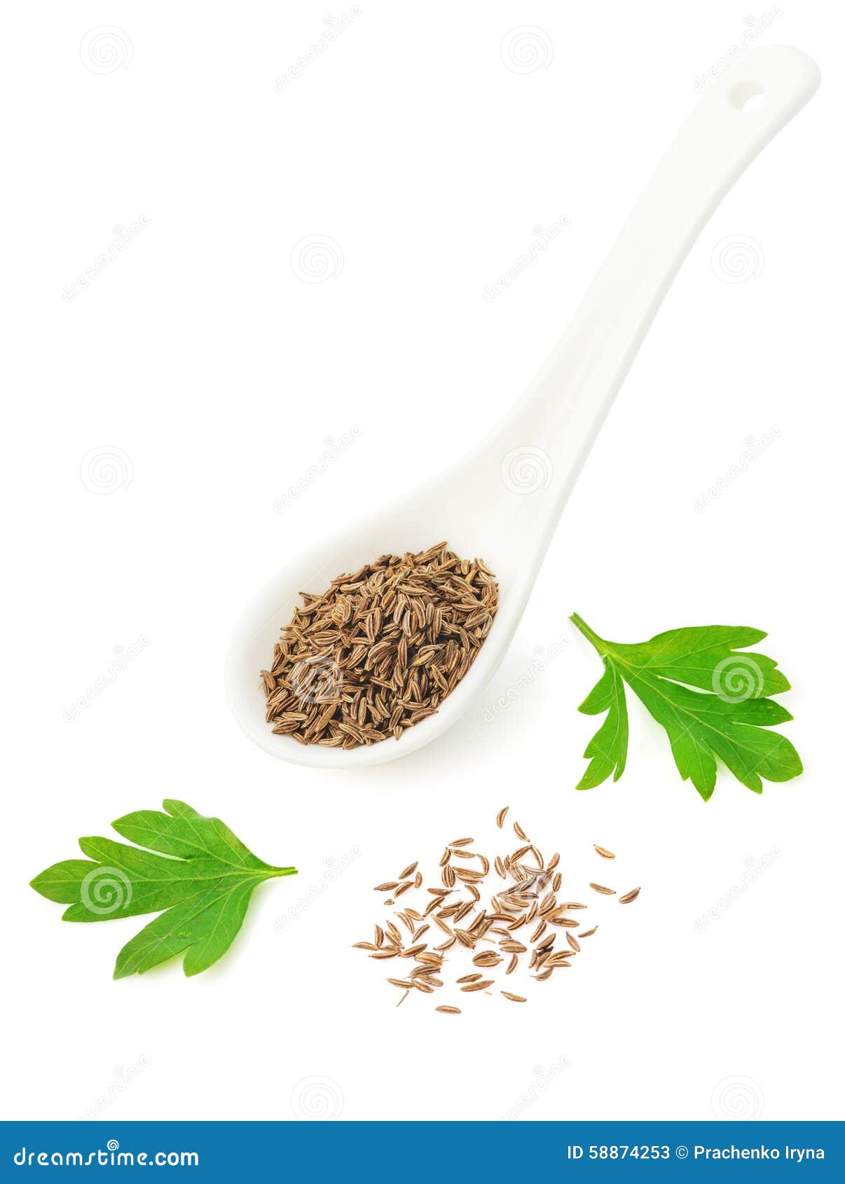 Dried Seeds Of Ash Tree Fraxinus Excelsior. Samara Fruits Known As ...