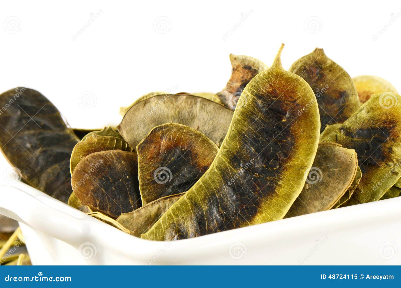 Dried Senna Pod. stock image. Image of heap, healing - 48724115