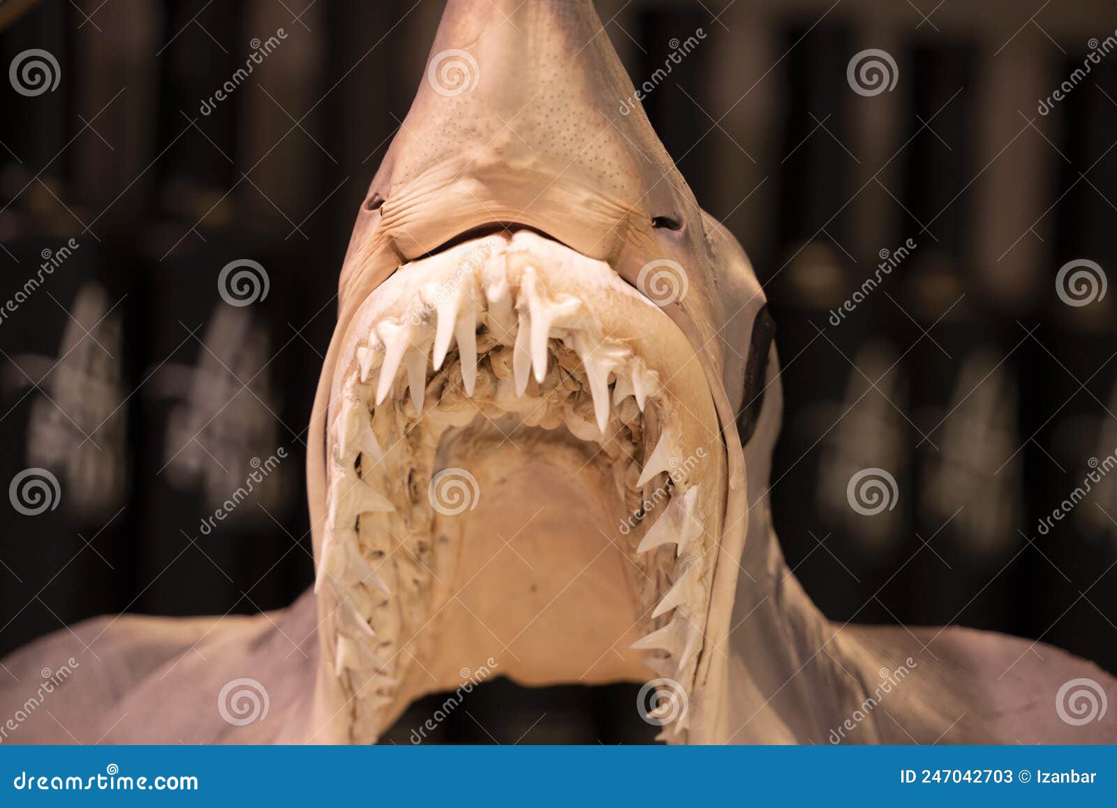 Dried Shark Fish at the Market Stock Image - Image of fish, animal ...
