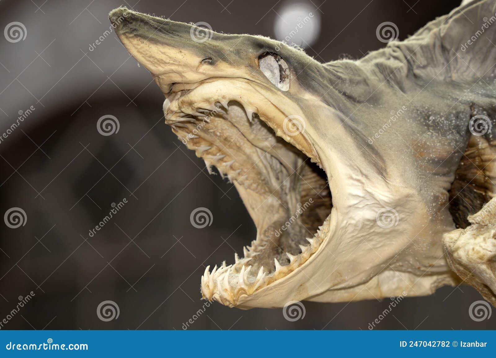 Dried Shark Fish at the Market Stock Photo - Image of animal, market ...