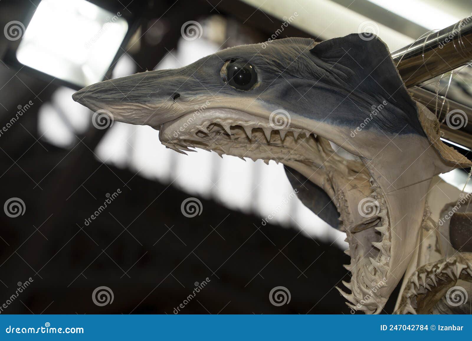 Dried Shark Fish at the Market Stock Photo - Image of animal, closeup ...