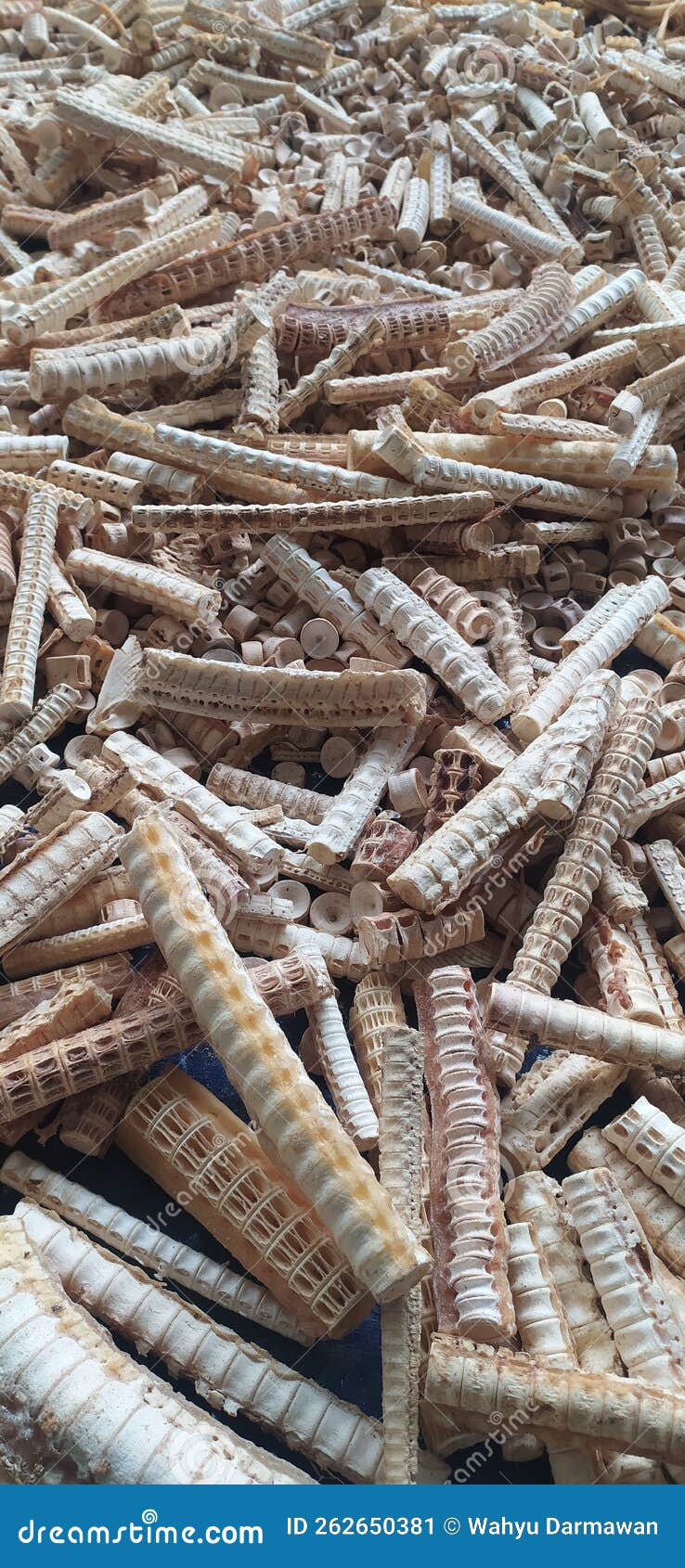 Dried Shark Spine stock image. Image of relief, spine - 262650381