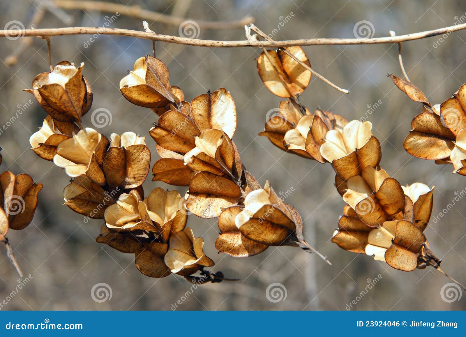 Dried shell stock photo. Image of yellow, nature, seed - 23924046