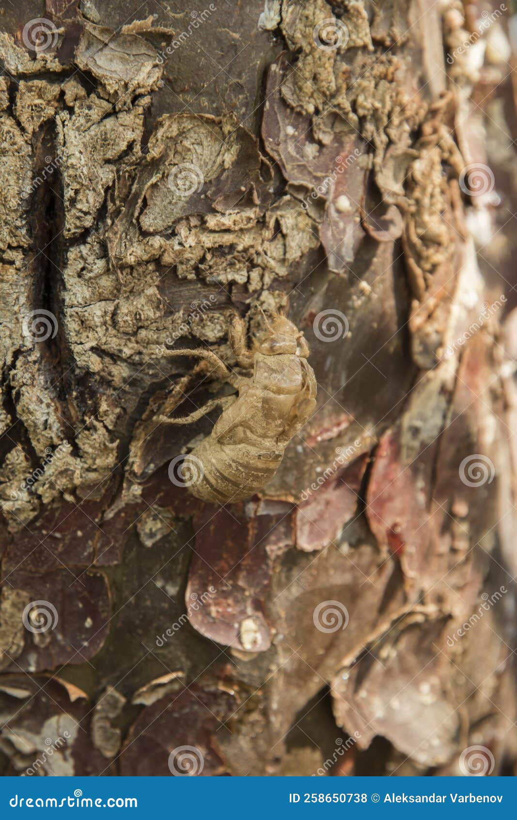 Dried shell of cicada stock photo. Image of conifer - 258650738