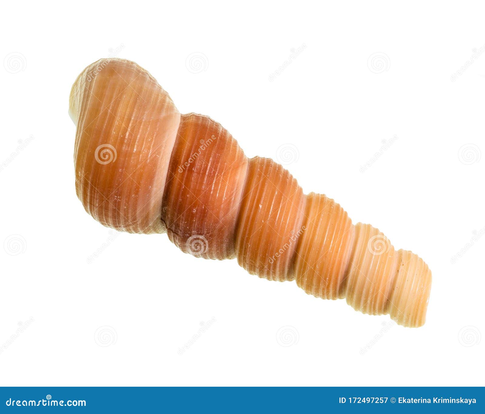 Shell Tower An This Royalty-Free Stock Image | CartoonDealer.com #218437198