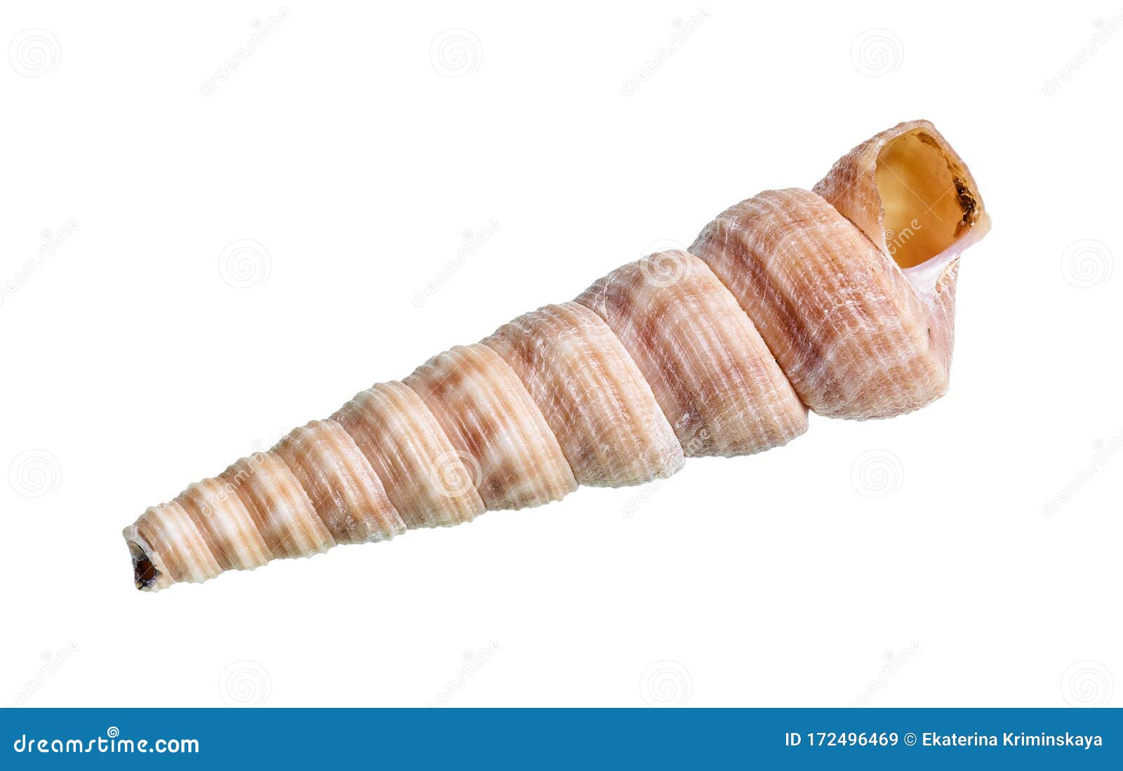 Turritella Gastropod Mollusk Coming Out Of Shell - Sea Shell Background ...