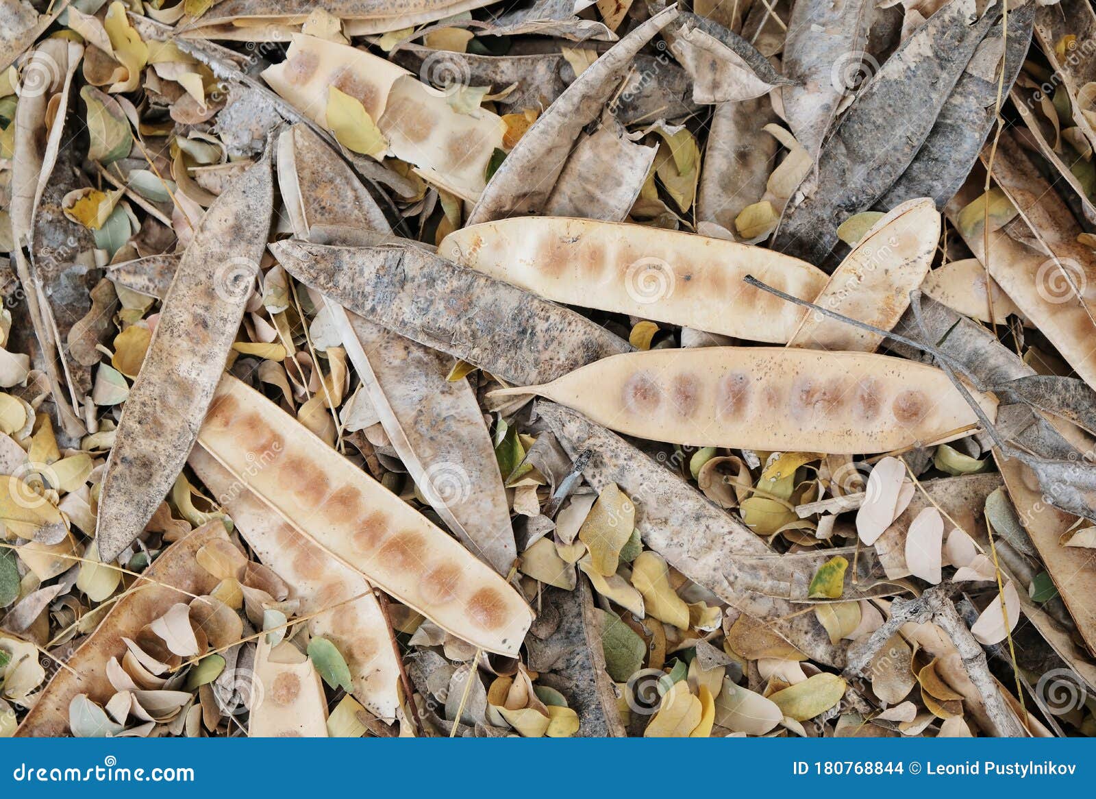 Dried Shells of Seeds of Plants and Trees Stock Photo - Image of ...