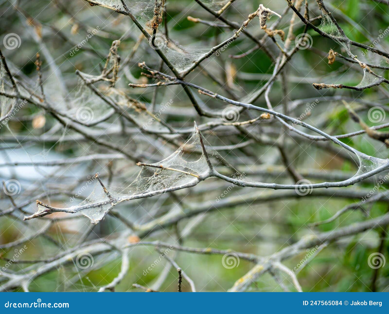 Dried Shrub in the Web. Tree in the Web. Stock Photo - Image of macro ...