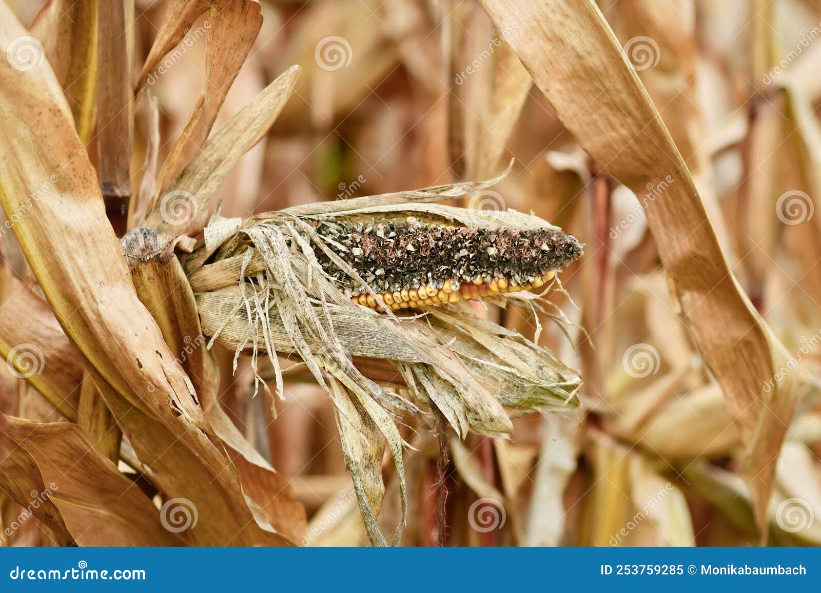 Dried Sick Rotten Corncob with Black Maize Kernel Stock Image - Image ...