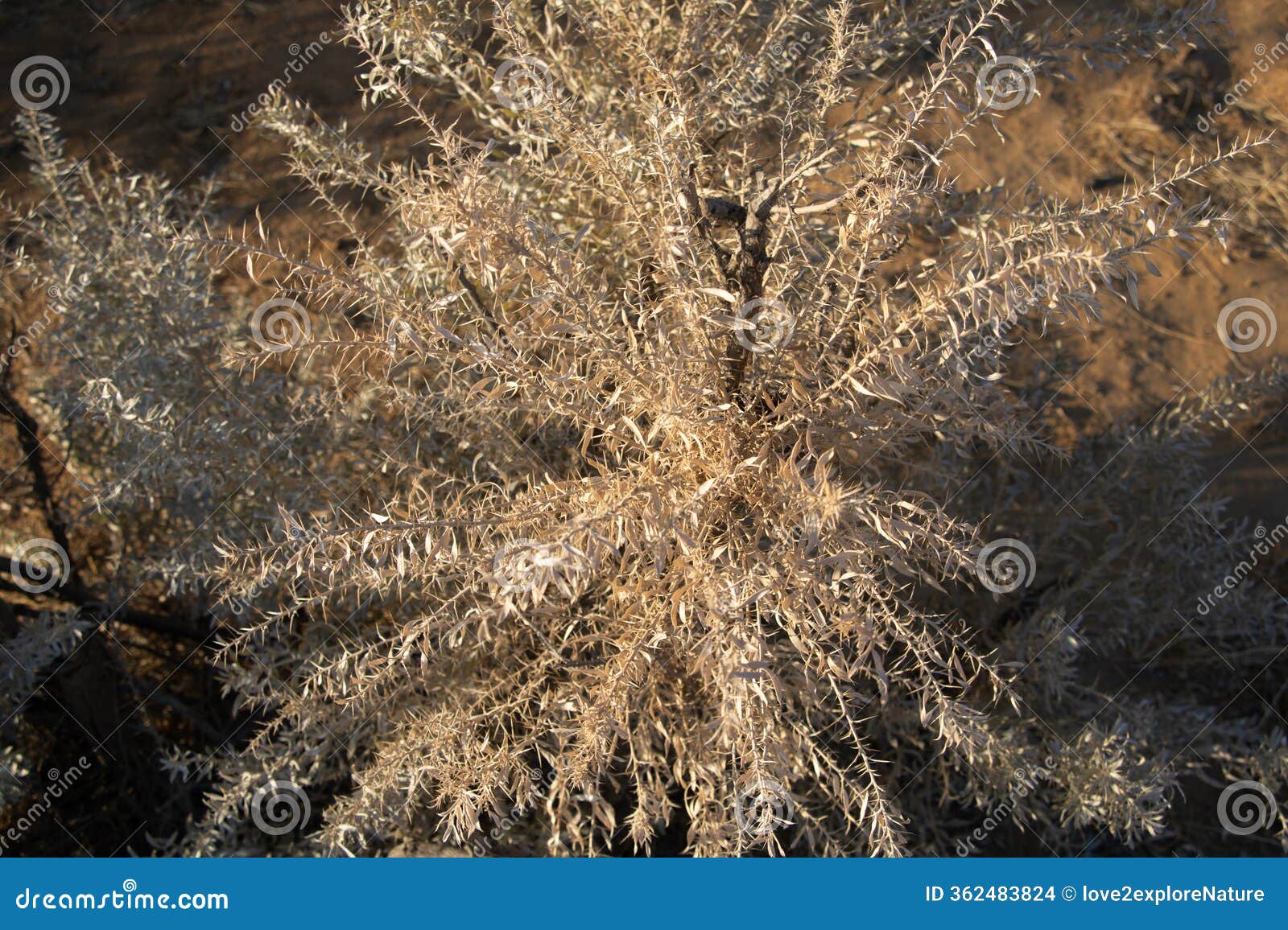 Dried Silver Looking Desert Plants Stock Photo - Image of desert ...