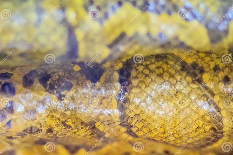 Dried Skin of the Burmese Python for Background. the Burmese Python ...