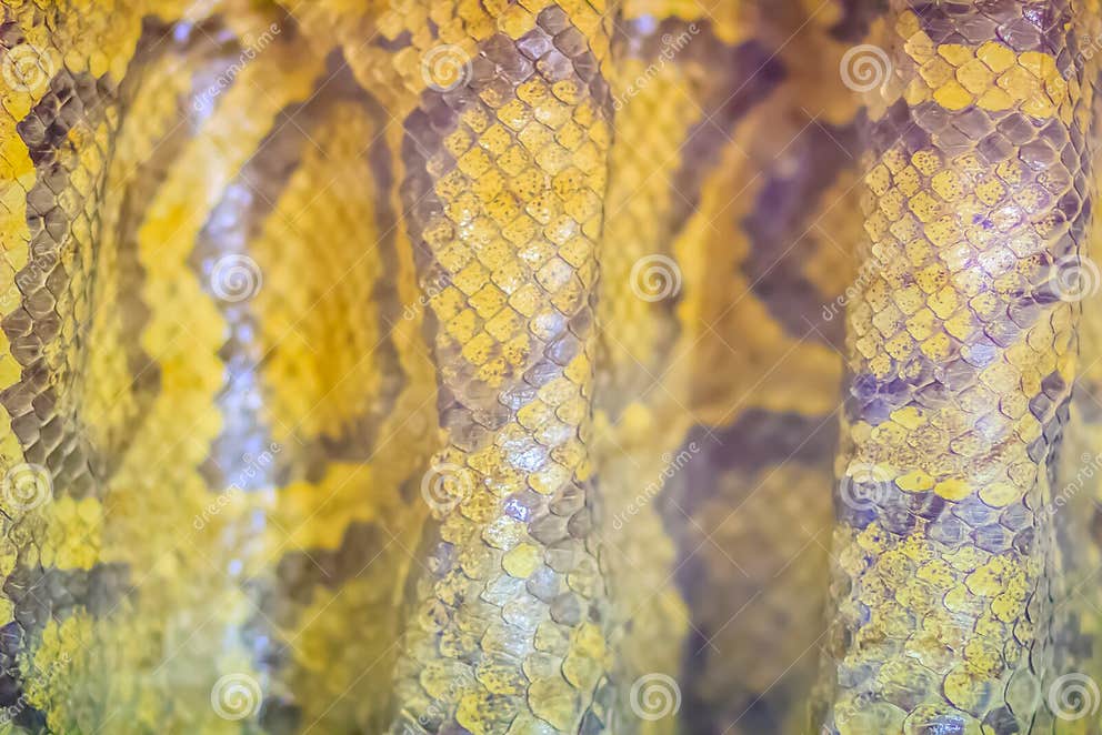 Dried Skin of the Burmese Python for Background. the Burmese Python ...