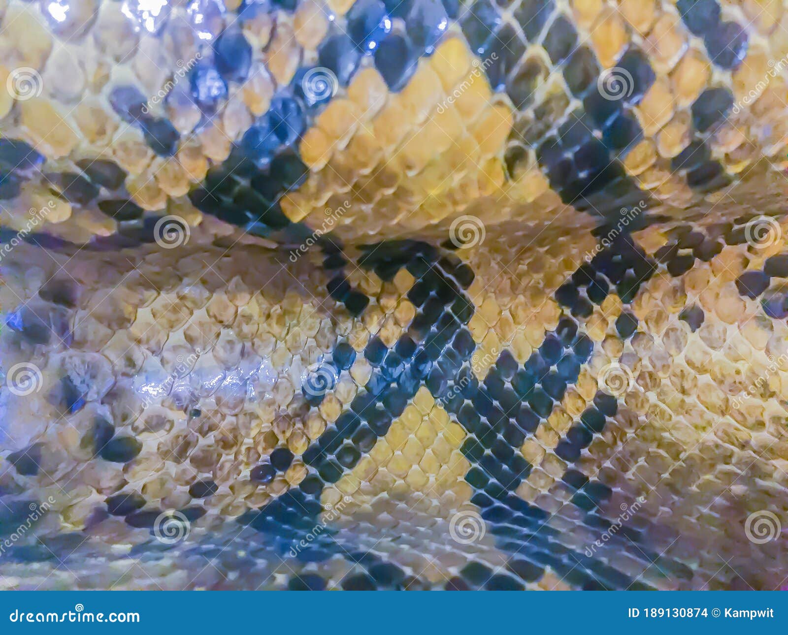 Dried Skin of the Reticulated Python for Background. Reticulated Python ...