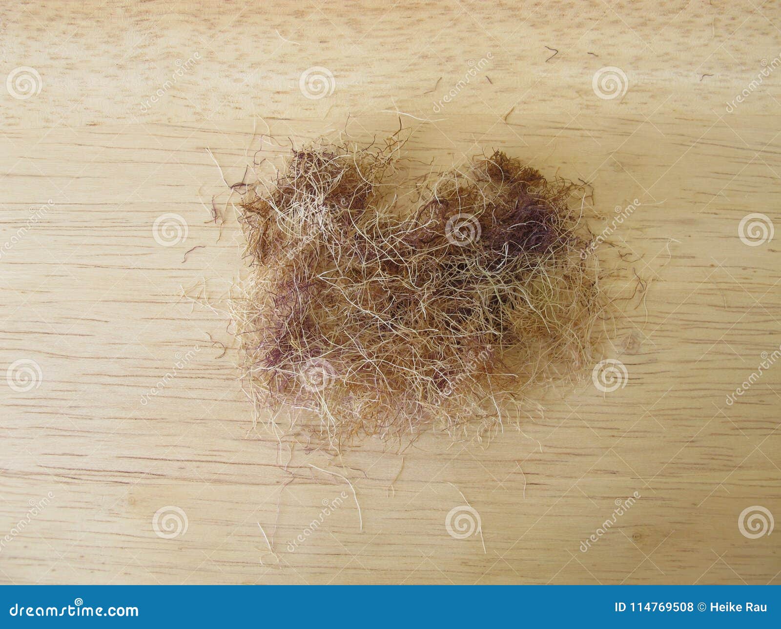 Dried and sliced corn silk stock photo. Image of maize - 114769508
