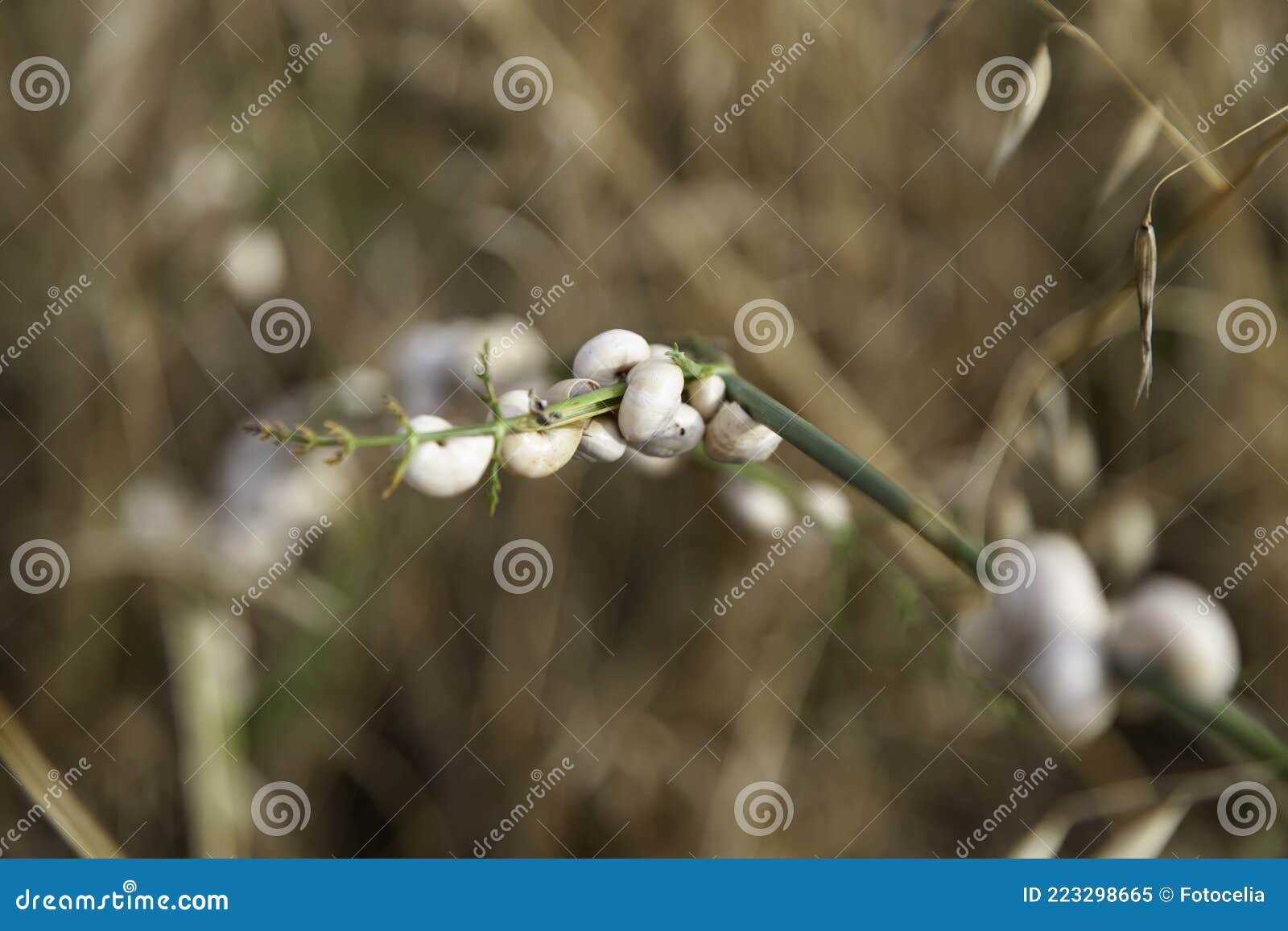 Dried snails on branch stock image. Image of mollusk - 223298665