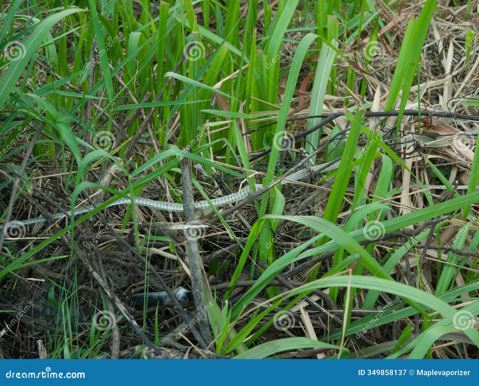 Dried Snake Skin Left after Molting in Bushes Stock Image - Image of ...