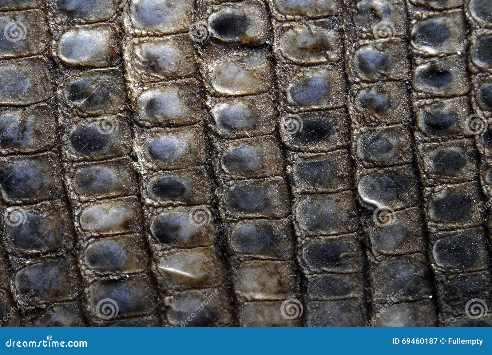 Dried snake skin stock image. Image of snake, object - 69460187