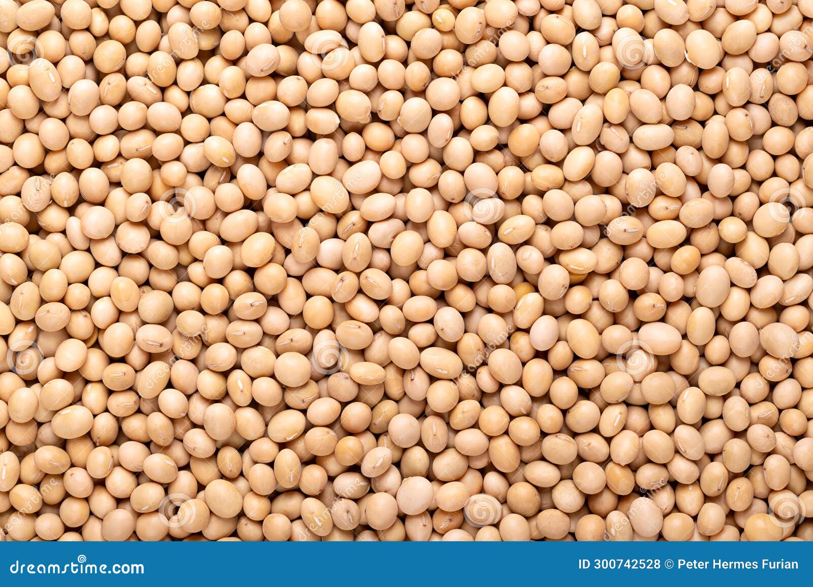 Dried Soybeans, Whole and Raw Seeds of Glycine Max, Background from ...