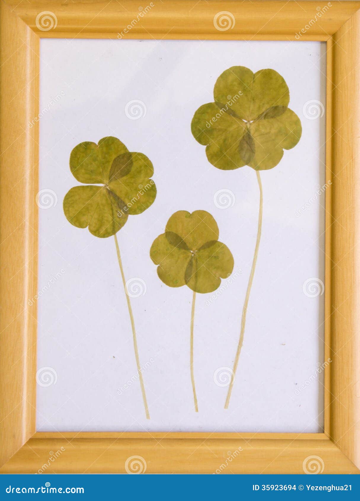 Dried specimens of clover stock photo. Image of nature - 35923694