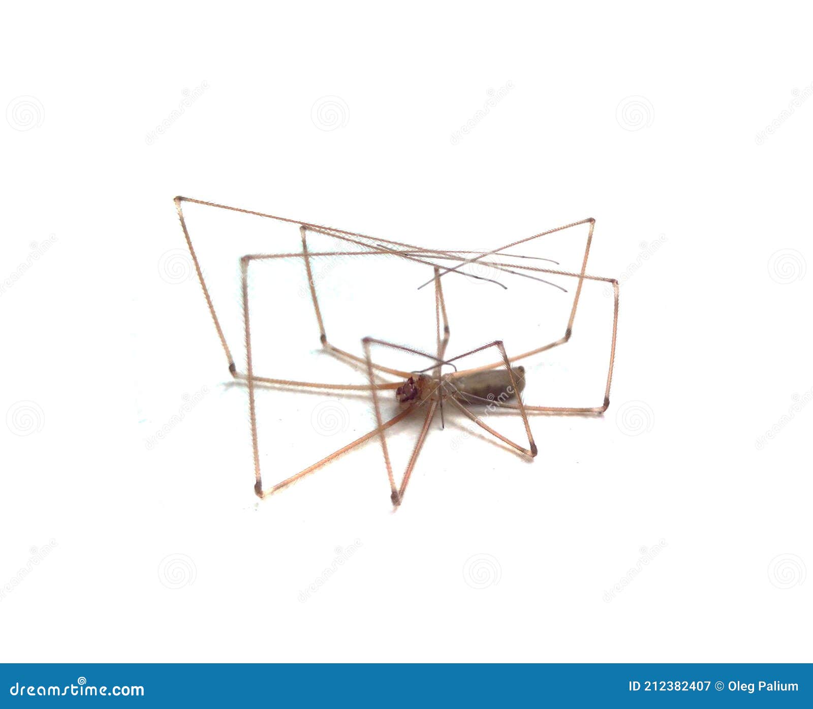 Dried Spider Isolated on White Background Stock Image - Image of hairy ...