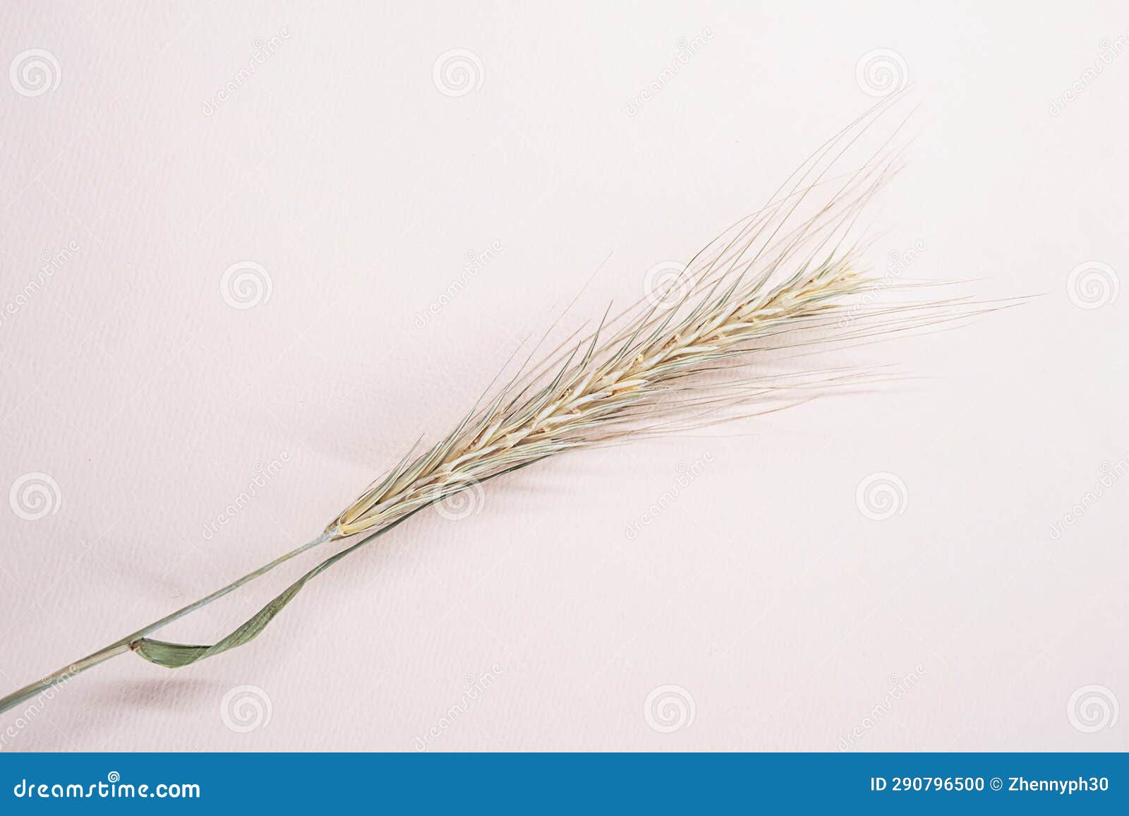 Dried Spike of Barley on Pink Stock Photo - Image of tranquility ...