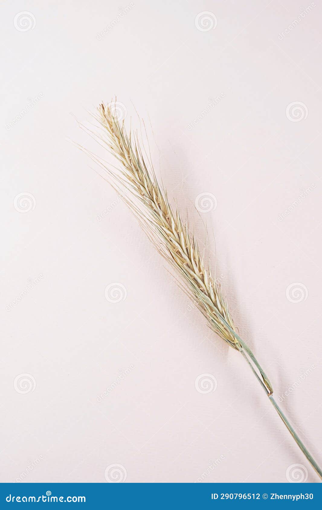 Dried Spike of Barley on Pink Stock Photo - Image of industry, malt ...