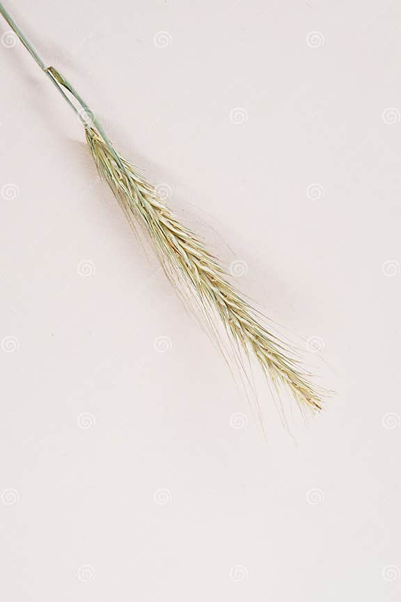 Dried Spike of Barley on Pink Stock Image - Image of stem, field: 290796549