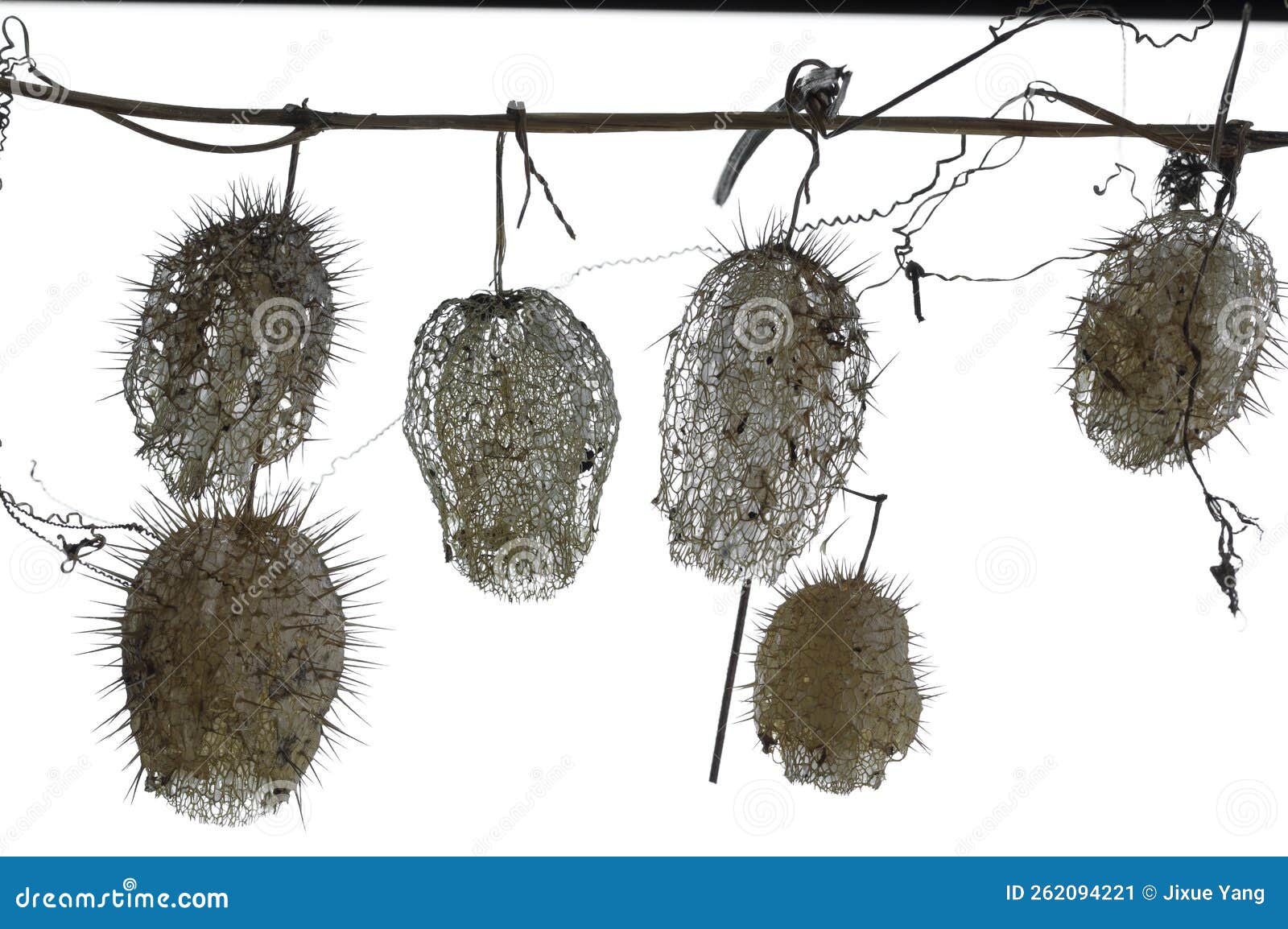 Spiked Seed Pods Littering The Sidewalk In Suburban Pennsylvania ...