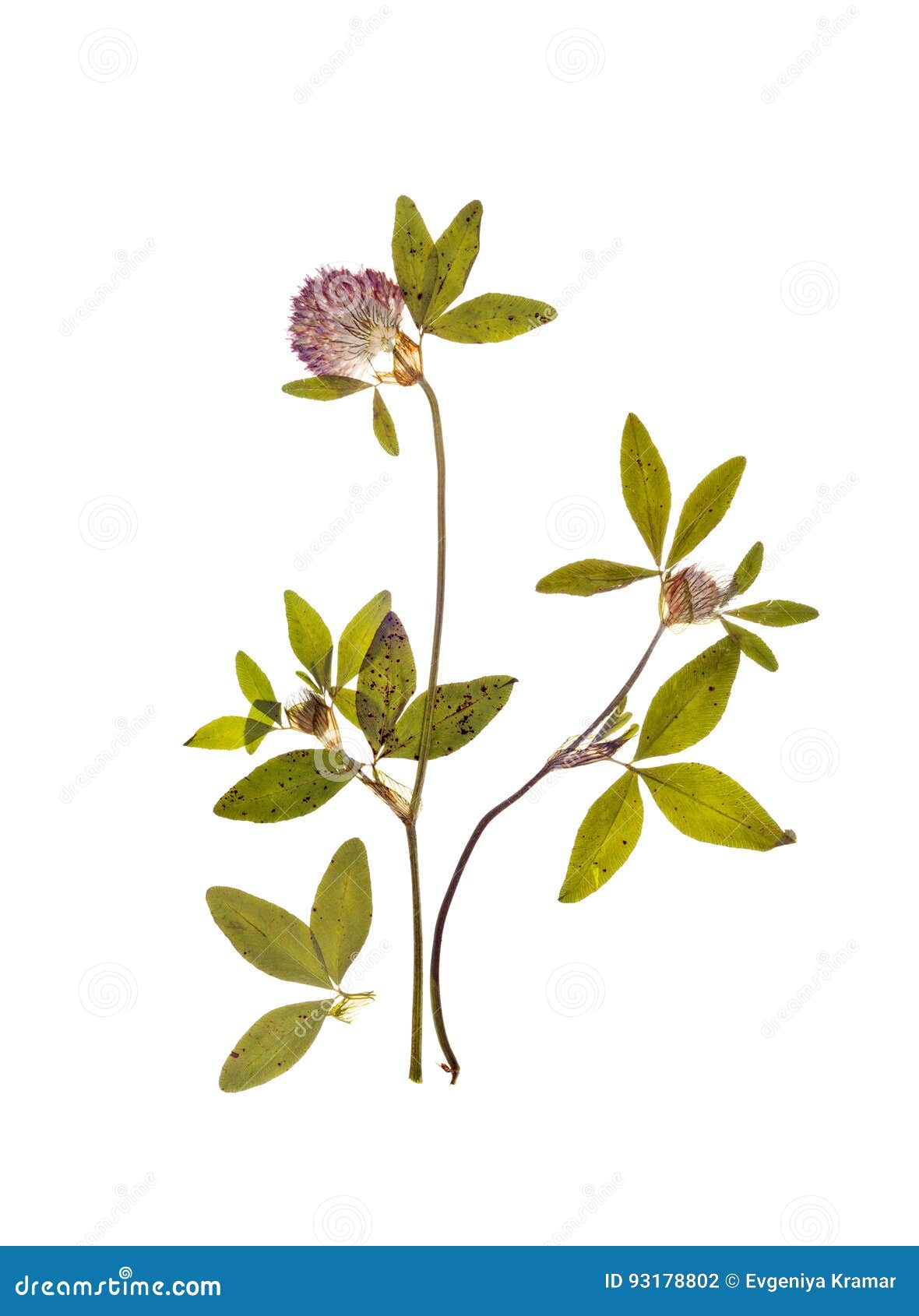 A Dried Sprig of Clover with Flower for Herbarium Stock Photo - Image ...