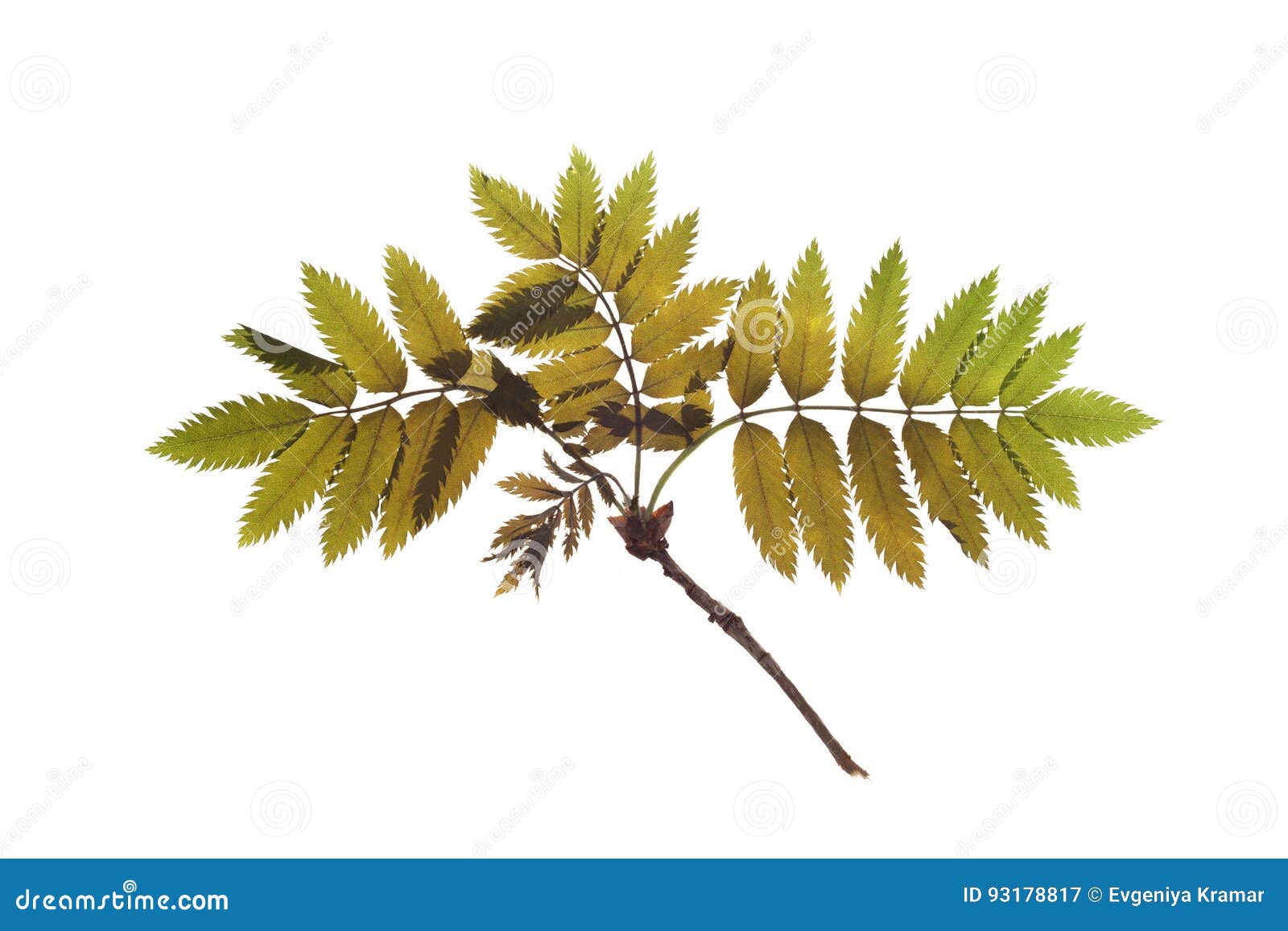 A Dried Sprig of Rowan for a Herbarium Stock Image - Image of flora ...