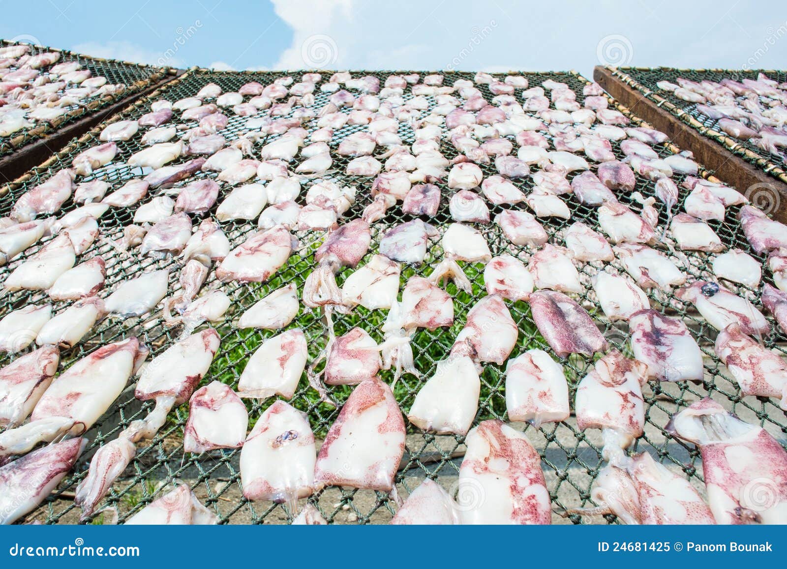 Dried Squid on Net with Sunlight Stock Image - Image of health, nature ...