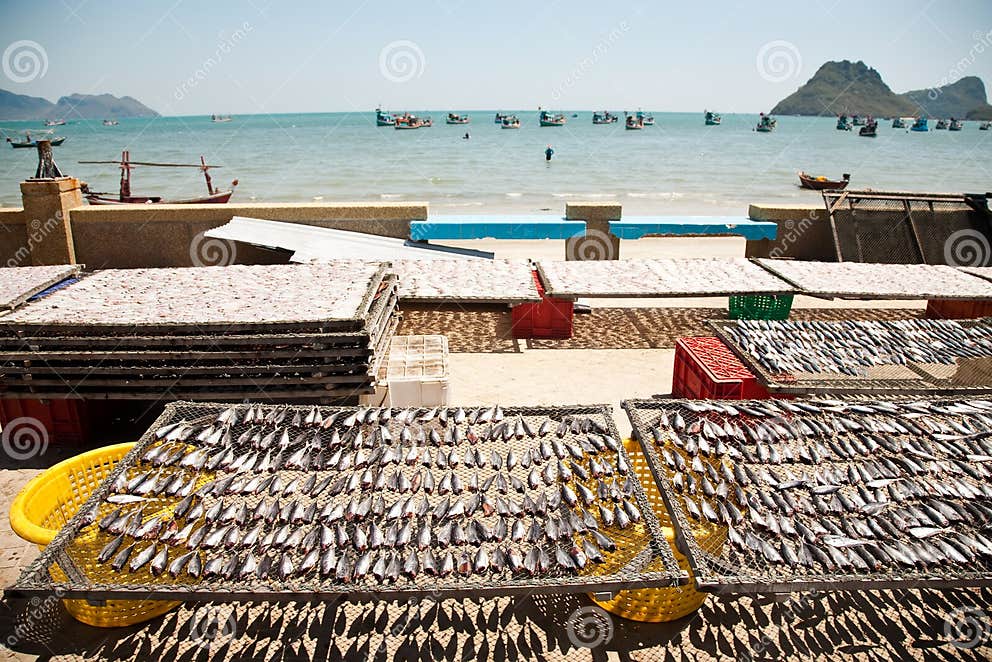 Dried Squids and Fish stock image. Image of protein, dried - 13553311