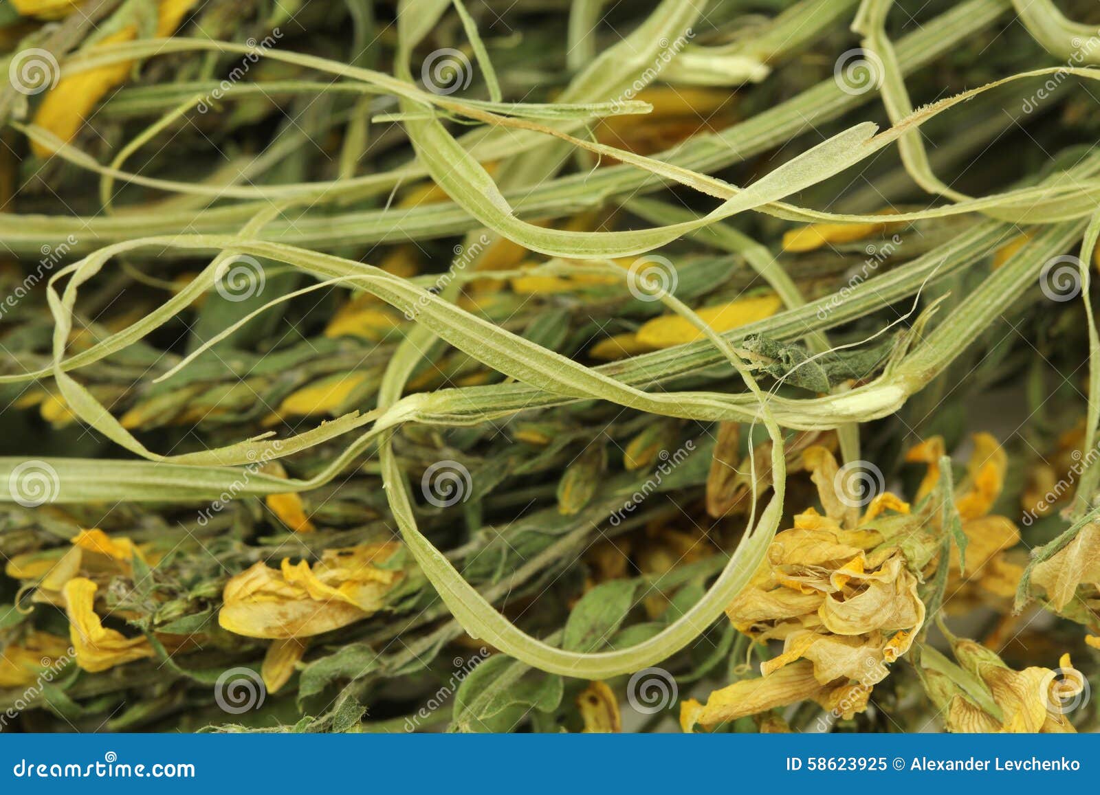 Dried Stalks of Herbs a Background Stock Image - Image of beam, plant ...