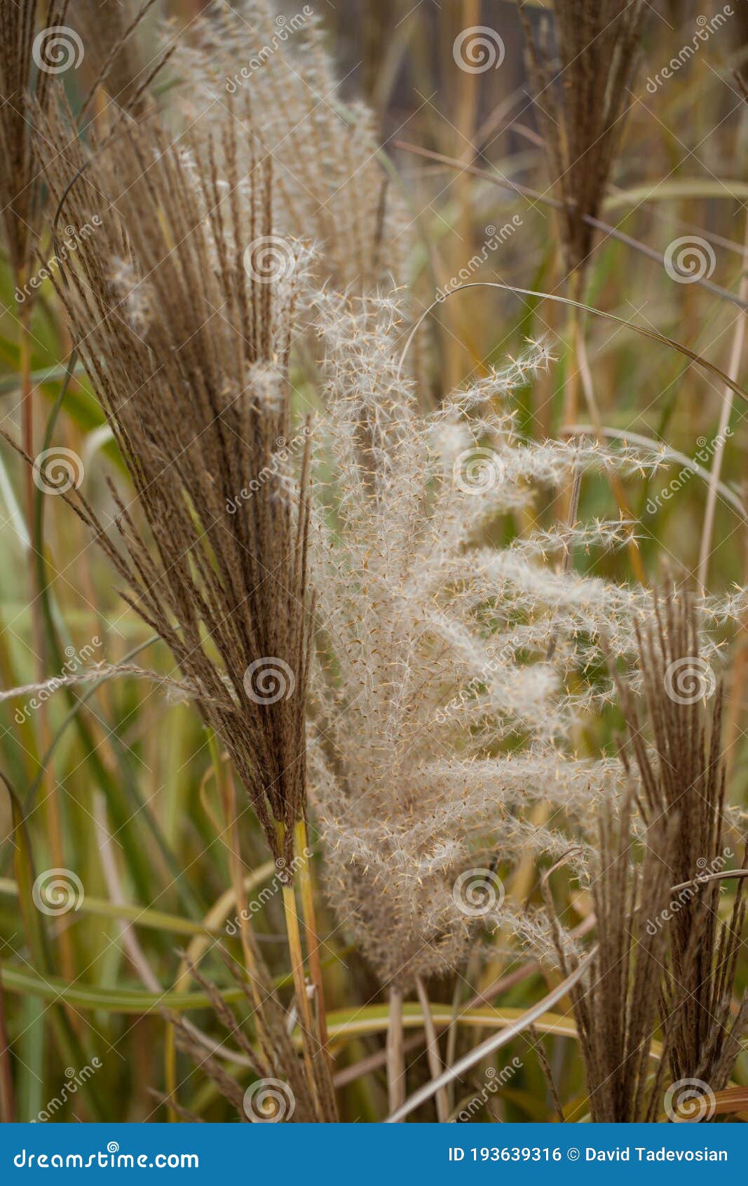 Dried Stalks of Reeds Against the Background of Winter Sunset. Stock ...