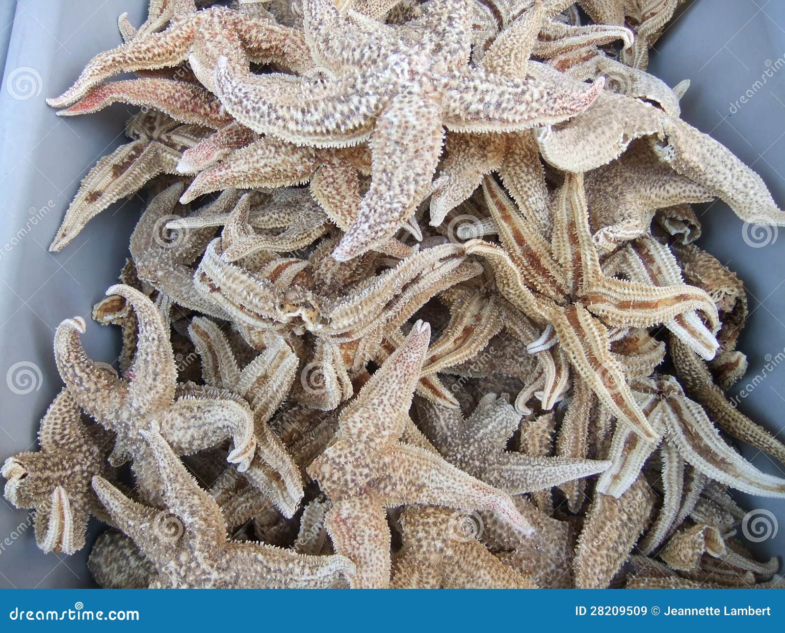 Dried starfish stock image. Image of chinese, ingredient - 28209509