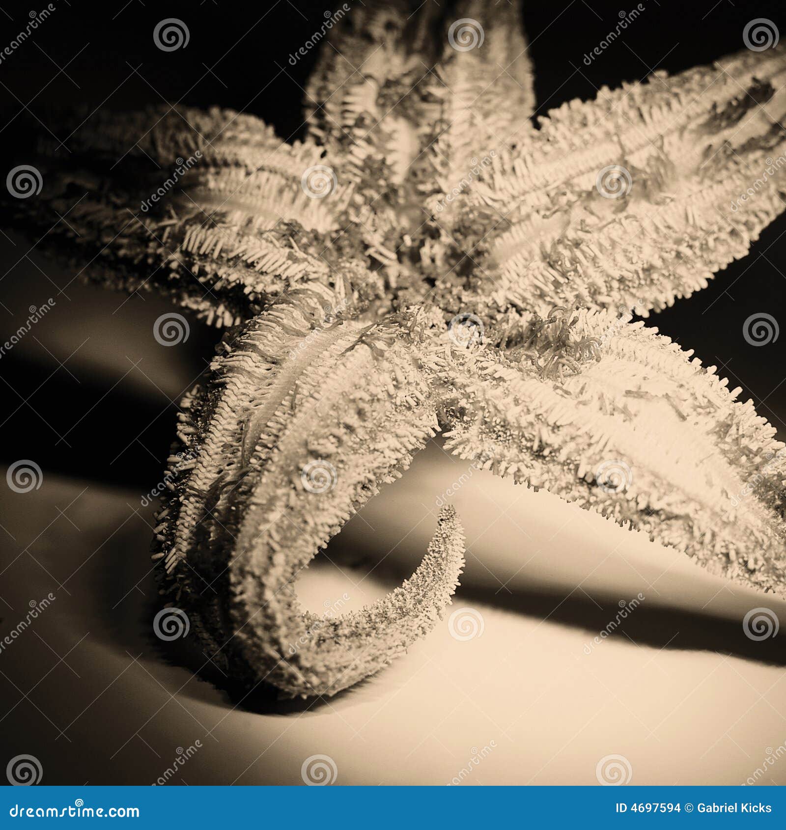Dried Starfish stock photo. Image of ingredients, echinoderm - 4697594