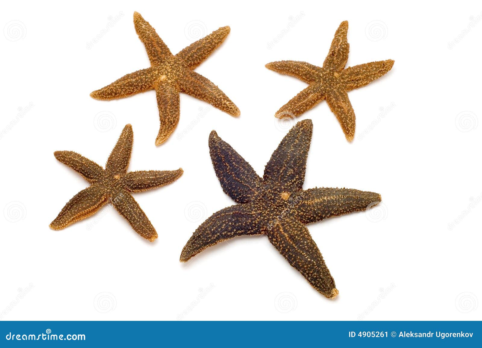 Dried starfish stock image. Image of starfish, aquatic - 4905261