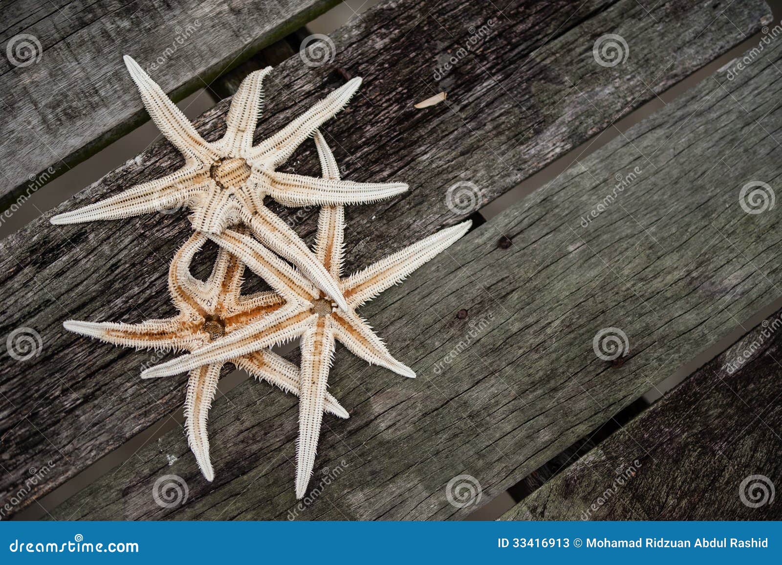 Dried Starfish stock image. Image of stilllife, wooden - 33416913