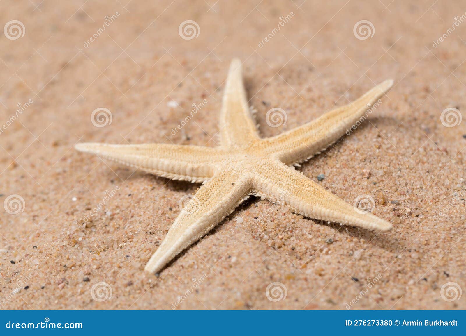 Dried Starfish Lies on the Beach Stock Photo - Image of moth, beauty ...