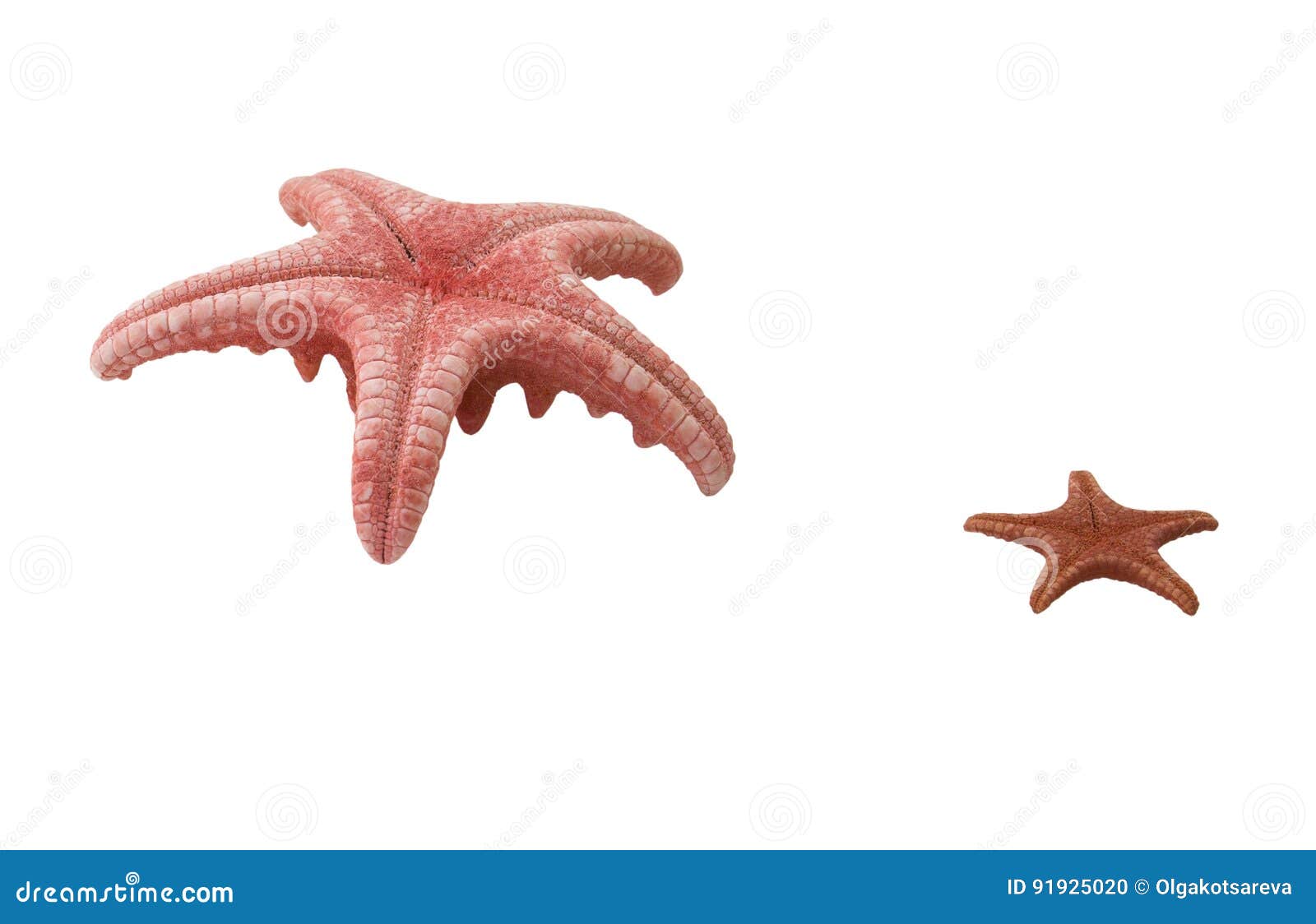 Dried starfish stock photo. Image of dried, star, orange - 91925020